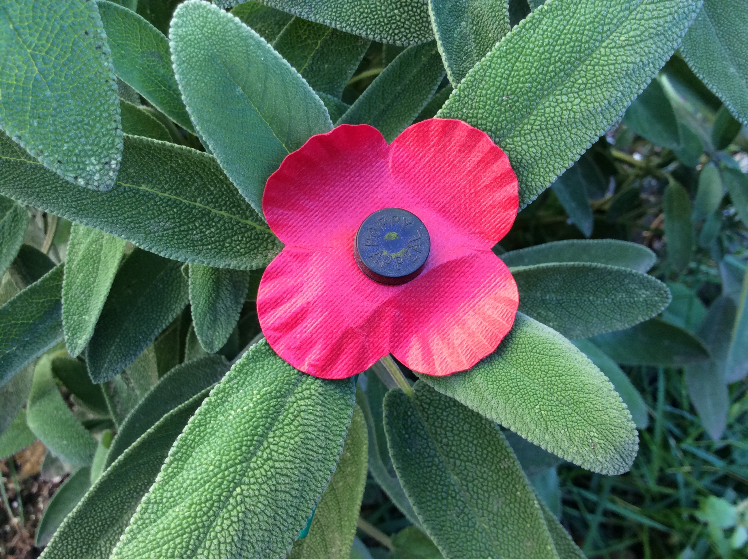 Lest we forget – Puffins and Pies